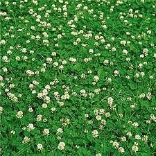 Trefle blanc nain vivace | Bricomarché