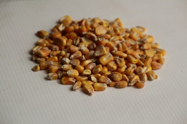 Maïs Grains pour l'alimentation des animaux 8kg | Bricomarché
