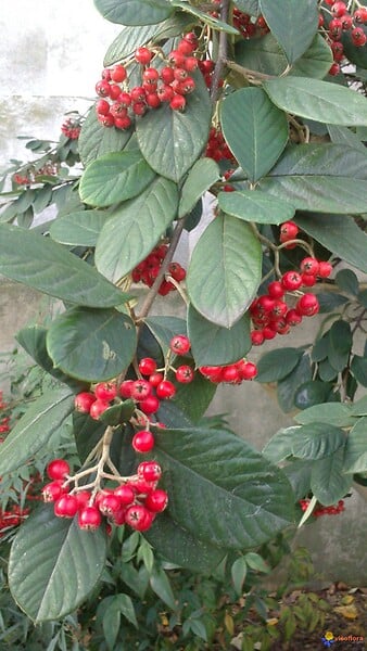 Cotoneaster lacteus en pot de 3L H60-80 PEPINIERES DESMARTIS | Bricomarché