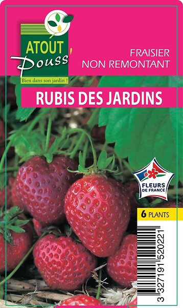 Fraisier Rubis des jardins - 6 plants | Bricorama