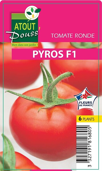Tomate Pyros - 6 plants | Bricomarché