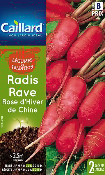 Radis rave rose d'hiver de Chine | Bricorama