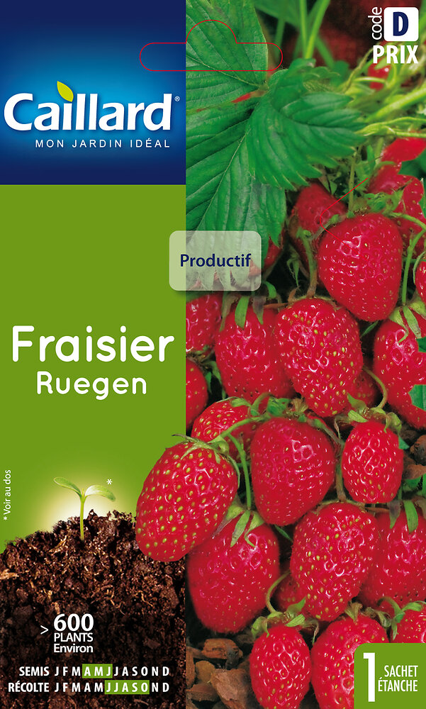 Fraisier ruegen de type fraises des bois | Bricorama