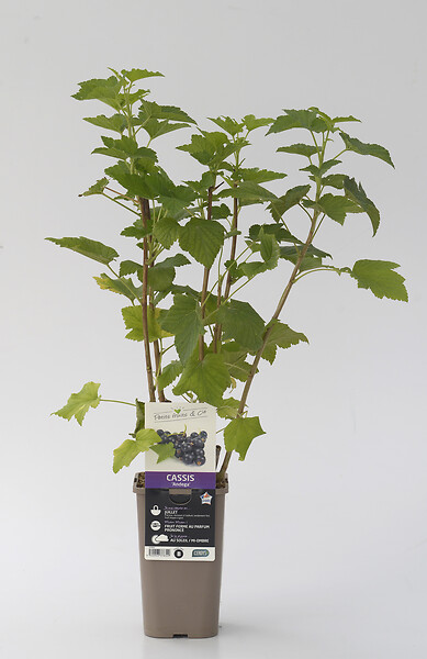 Plant de cassis CERDYS | Bricomarché