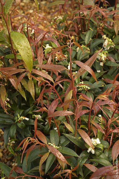 Leucothoe keiskei burning love c 4.5 tf/bu | Bricorama