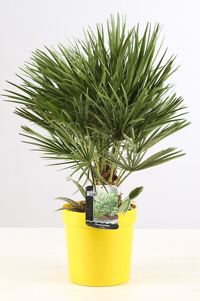Chamaerops humilis pot colore pot 10 l FLEUR NV | Bricomarché