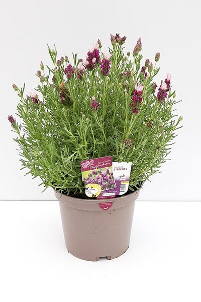 Lavande papillon rose 2,5l TAUGOURDEAU | Bricorama