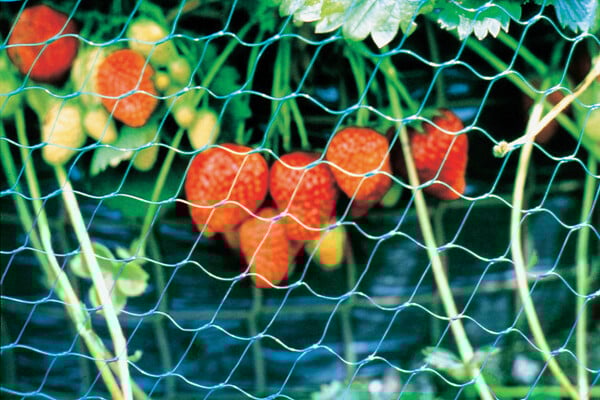 Filet de protection anti-oiseaux - 2x10m JARDIBEST | Bricomarché