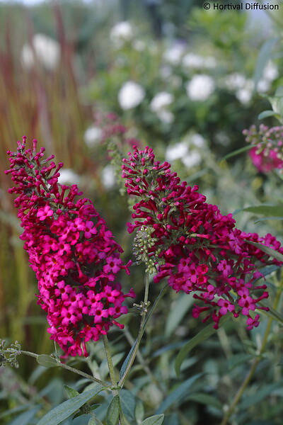 Buddleja davidii 'Prince Charming' C4,5 | Bricomarché
