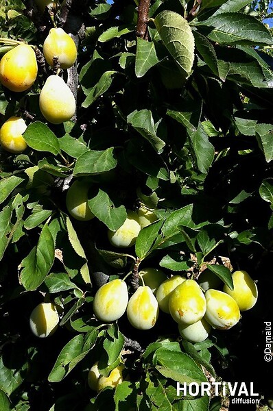 Prunier nain goldust c 7 tg 0m40 | Bricorama
