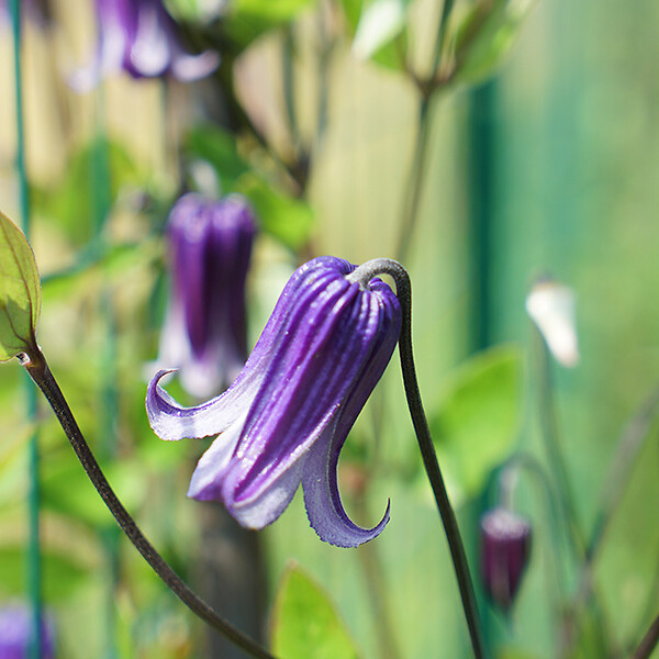 Clématite Rooguchi clematis integrifolia 3L - 60/90cm | Bricorama