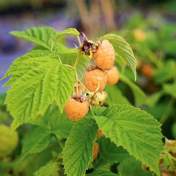 Framboisier remontant 'Fall Gold' - rubus idaeus 3L - 90/120cm JAVOY ...