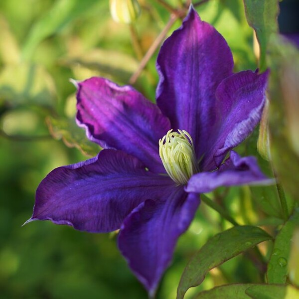 Clématite 'Daniel Deronda' - clematis 3L | Bricomarché