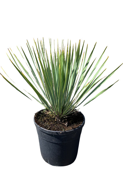Yucca rostrata pot 7l PIANTEFARO | Bricomarché