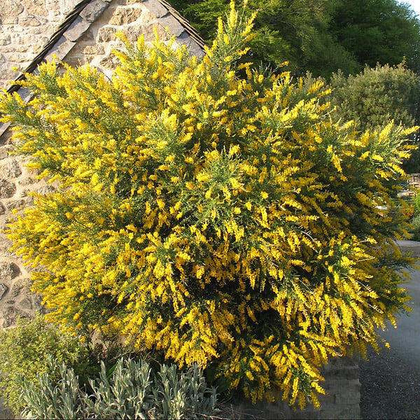 Genista racemosa c4 | Bricorama
