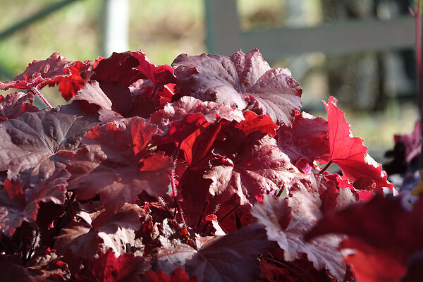 Heuchera dinosaur varies c 4,5 tb HORTIVAL | Bricomarché