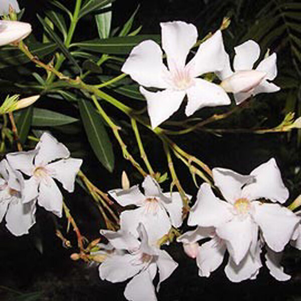 NERIUM oleander Alsace PEPINIERES DESMARTIS | Bricomarché