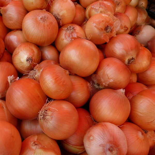 Graines d'Oignon Stuttgarter/Sachet PLANTES AVENUE | Bricomarché