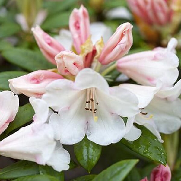 Rhododendron 'Grumpy' - Rhododendron 'Grumpy' - 30-40 cm pot ARBORIX ...