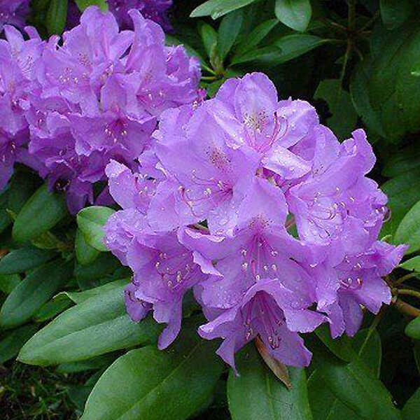 Rhododendron 'Cat. Grandiflorum' - Rhododendron 'Catawbiense ...