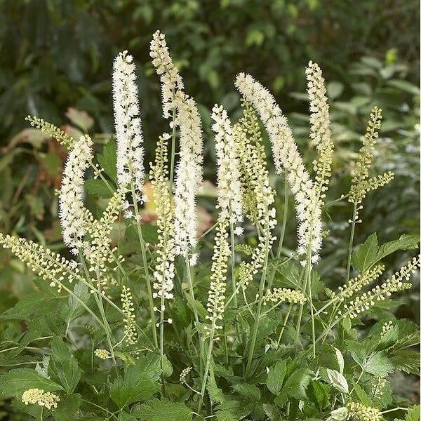 6 x Bugbane 'White Pearl' - Actaea simplex 'White Pearl' - godet 9cm x 9cm | Bricorama