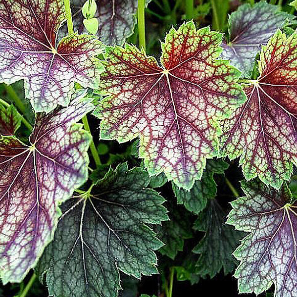6 x Heuchère 'Beauty Colour' - Heuchera 'Beauty Colour' - godet 9cm x ...
