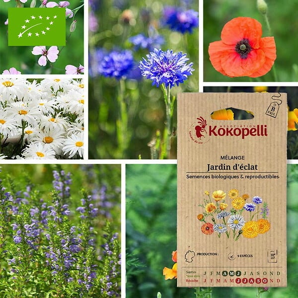 Mélange Jardin d'éclat- Graines bio à semer ASSOCIATION KOKOPELLI ...