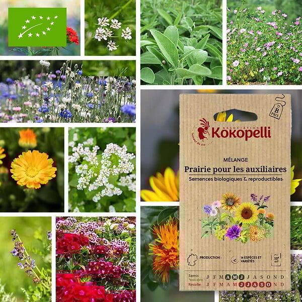 Mélange Prairie pour les auxiliaires- Graines bio à semer ASSOCIATION ...