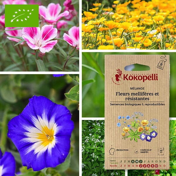 Mélange Fleurs mellifères et résistantes- Graines bio à semer ...