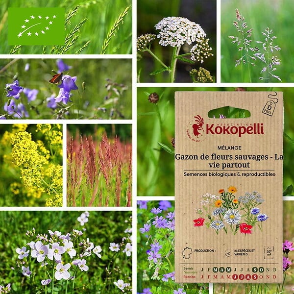 Mélange Gazon de fleurs sauvaiges La Vie Partout- Graines bio à semer ...