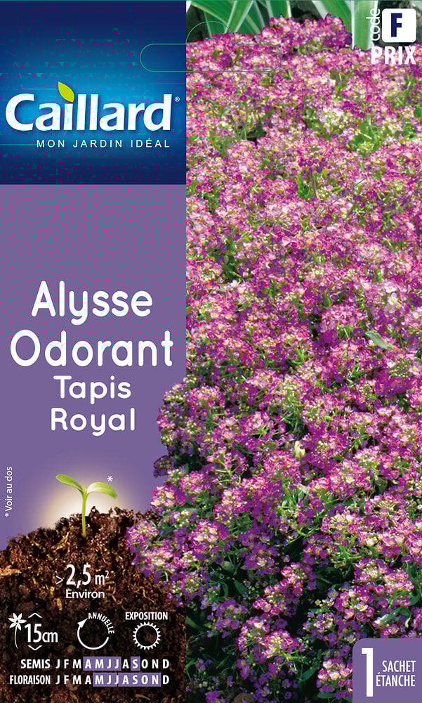 Alysse odorant tapis royal plante annuelle | Bricomarché