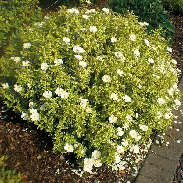 Cistus pot de 4l KERISNEL | Bricorama