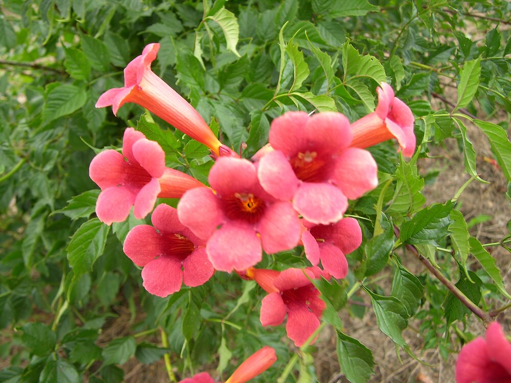 CAMPSIS radicans Flamenco C3L | Bricomarché