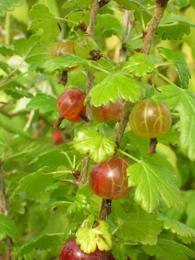 Groseiller Worcesterberry C3L | Bricomarché