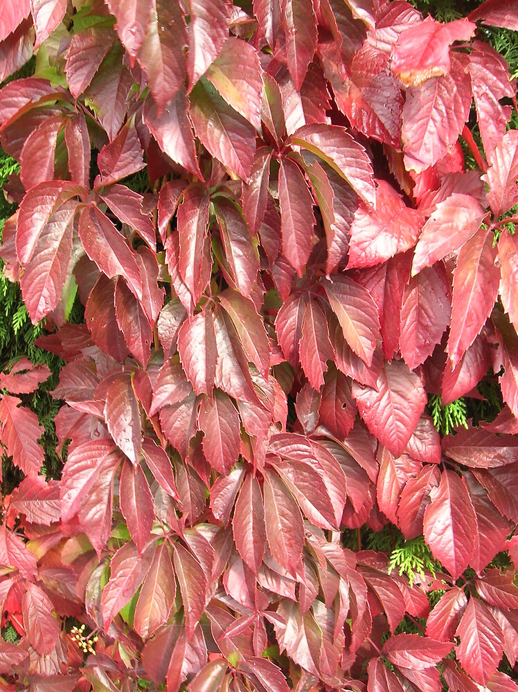 Parthenoci quinquefolia C3L | Bricomarché