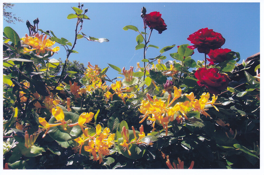 LONICERAxTellmanniana C3L | Bricomarché