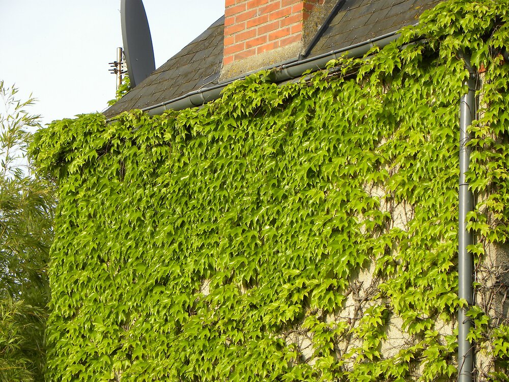 Parthenoci veitchii Robusta C3L | Bricomarché