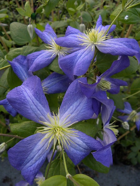 Clématite Jenny C3L | Bricorama