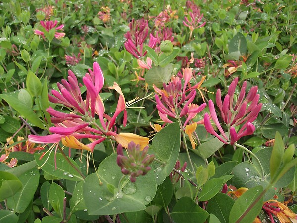 LONICERAxheckrottii Goldflame C3L | Bricorama