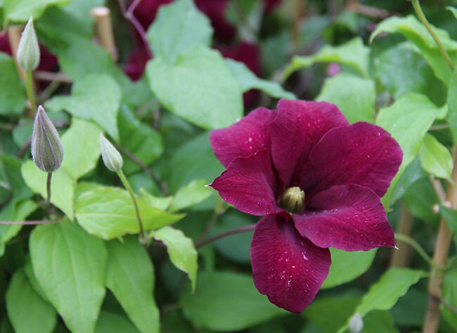 Clématite Niobe C3L | Bricomarché