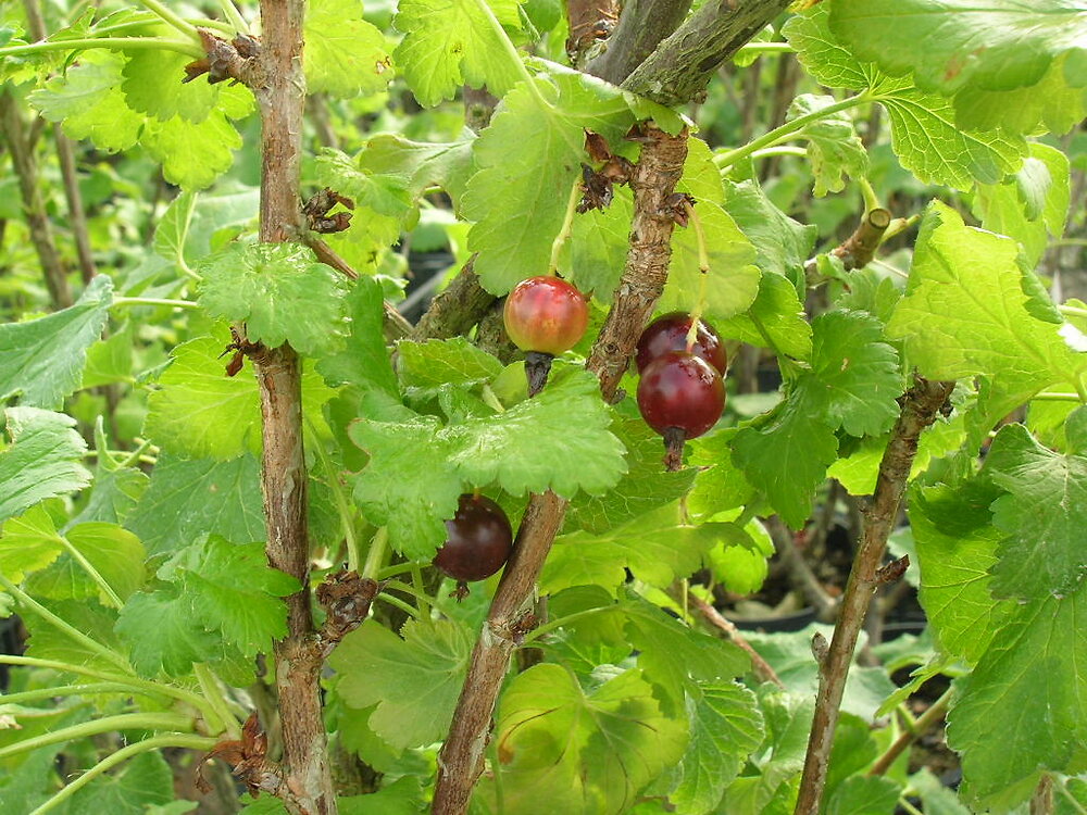 CASSEILLE Josta C3L | Bricomarché