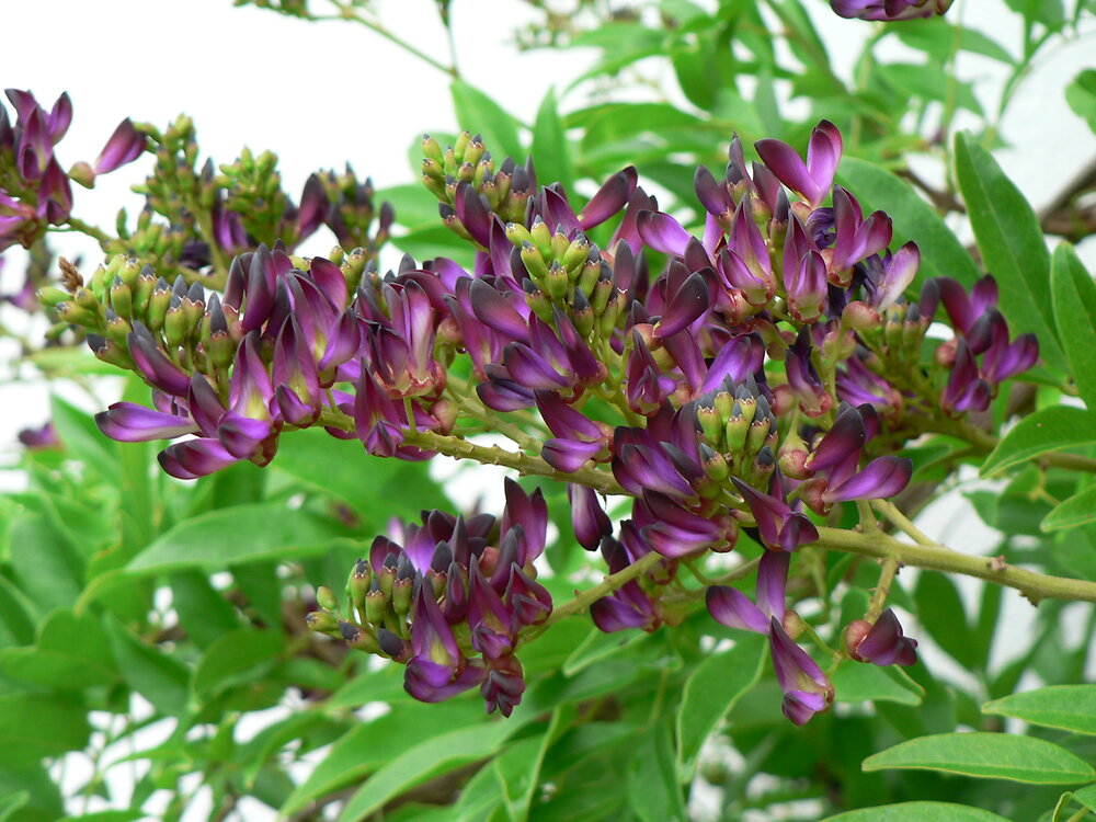 MILLETIA japonica Satsuma C3L | Bricorama