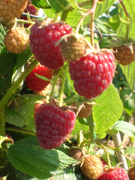 Framboisier Scepter C3L | Bricorama