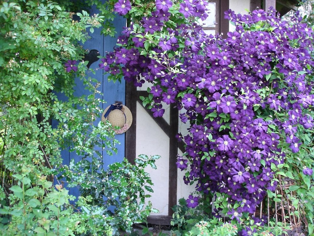 Clématite viticella Etoile Violette C3L | Bricorama