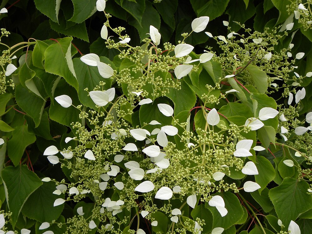 SCHIZOPHRA hydrangeoïdes C3L | Bricomarché