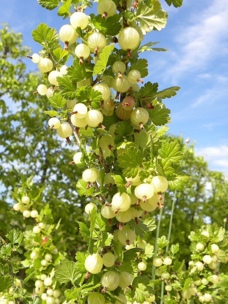 Groseiller Blanka C3L | Bricorama