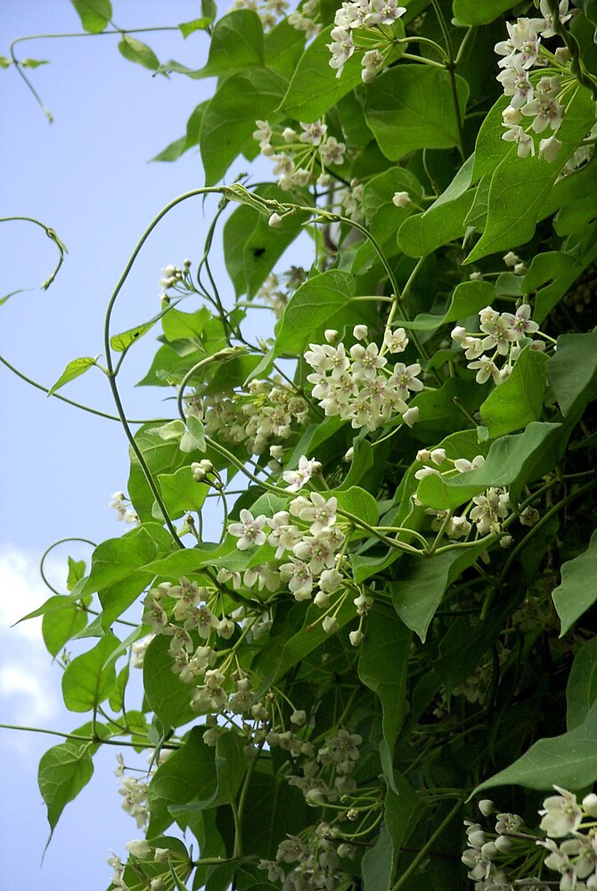 Wattakaka sinensis C3L | Bricorama