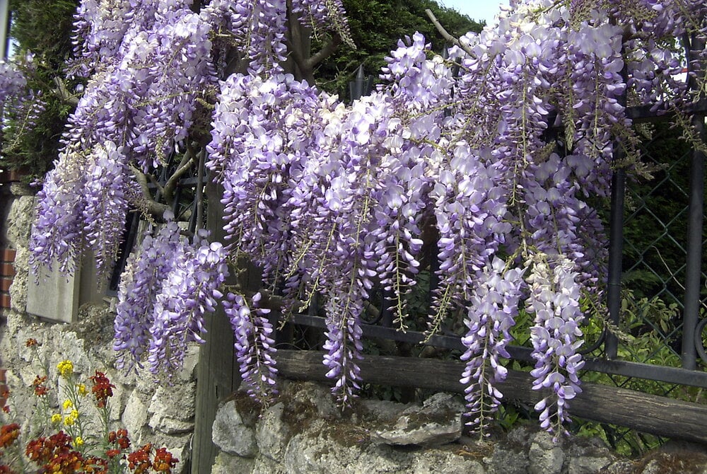 Grappe de fleurs Wisteria sinensis - Bleu-violet - C6L | Bricomarché